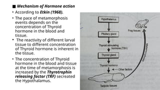 DEVELOPMENTL BIOLOGY hormonal control of metamorphosis. | PPTX