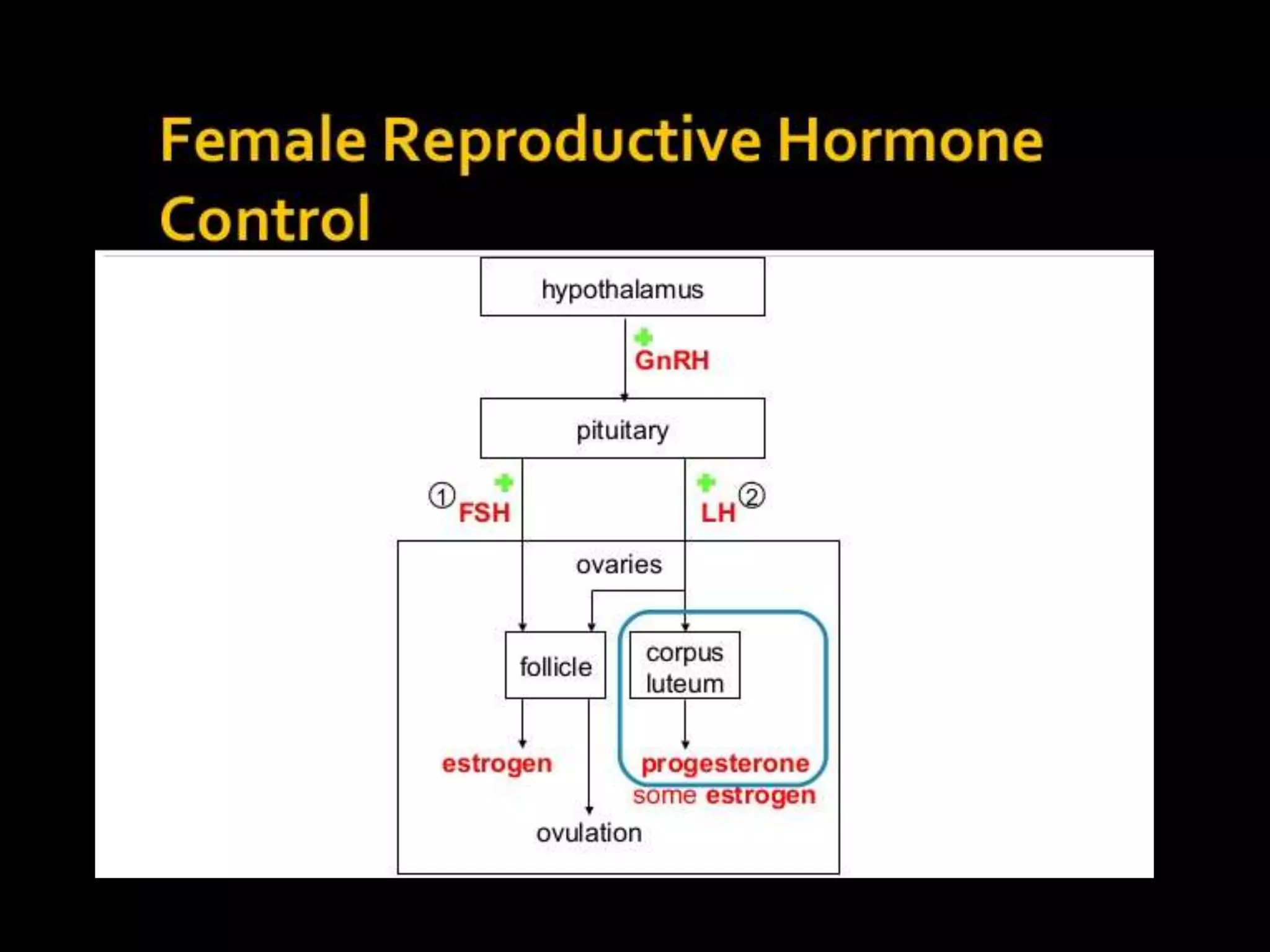 Hormonal control of reproduction cycle | PPT