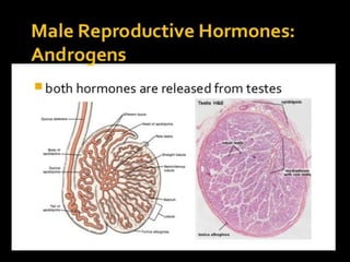 Hormonal control of reproduction cycle | PPT