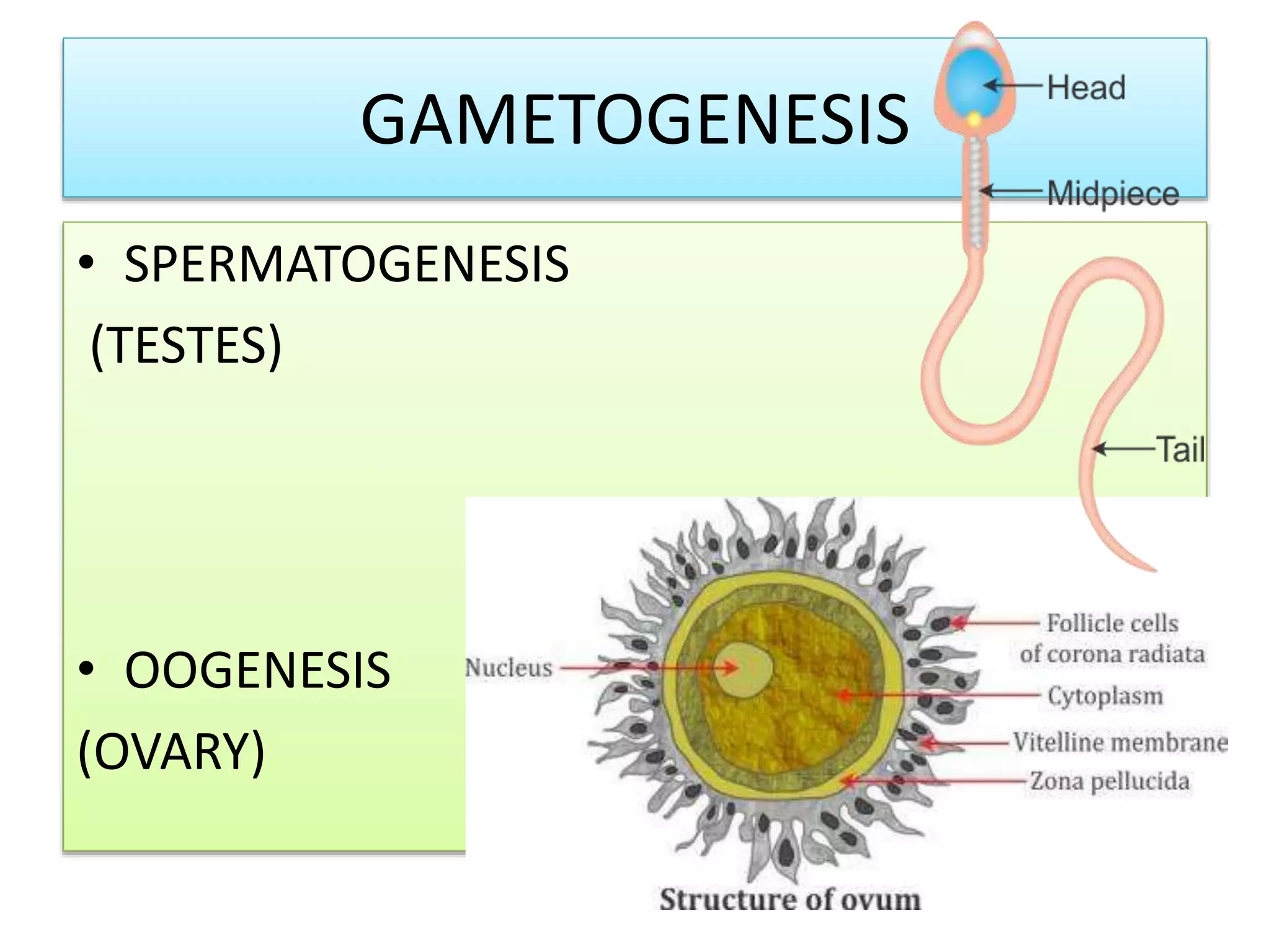 HORMONAL CONTROL OF GAMETOGENESIS SPERMATOGENESIS OOGENESIS | PPTX