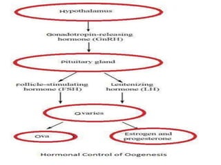 HORMONAL CONTROL OF GAMETOGENESIS SPERMATOGENESIS OOGENESIS | PPTX