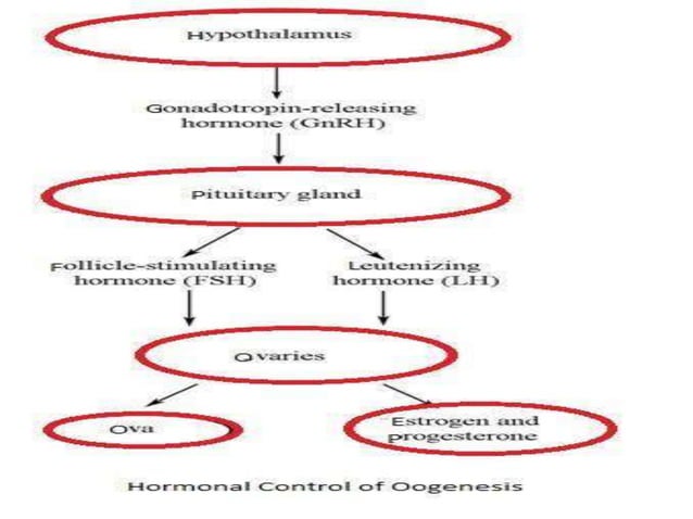 Hormonal Control Of Gametogenesis Spermatogenesis Oogenesis Pptx 2043