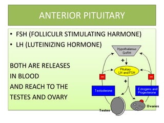 HORMONAL CONTROL OF GAMETOGENESIS SPERMATOGENESIS OOGENESIS | PPTX