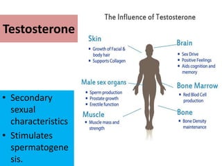 HORMONAL CONTROL OF GAMETOGENESIS SPERMATOGENESIS OOGENESIS | PPTX