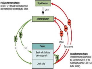 HORMONAL CONTROL OF GAMETOGENESIS SPERMATOGENESIS OOGENESIS | PPTX