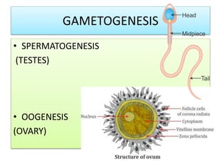 Oogenesis And Spermatogenesis In Fish