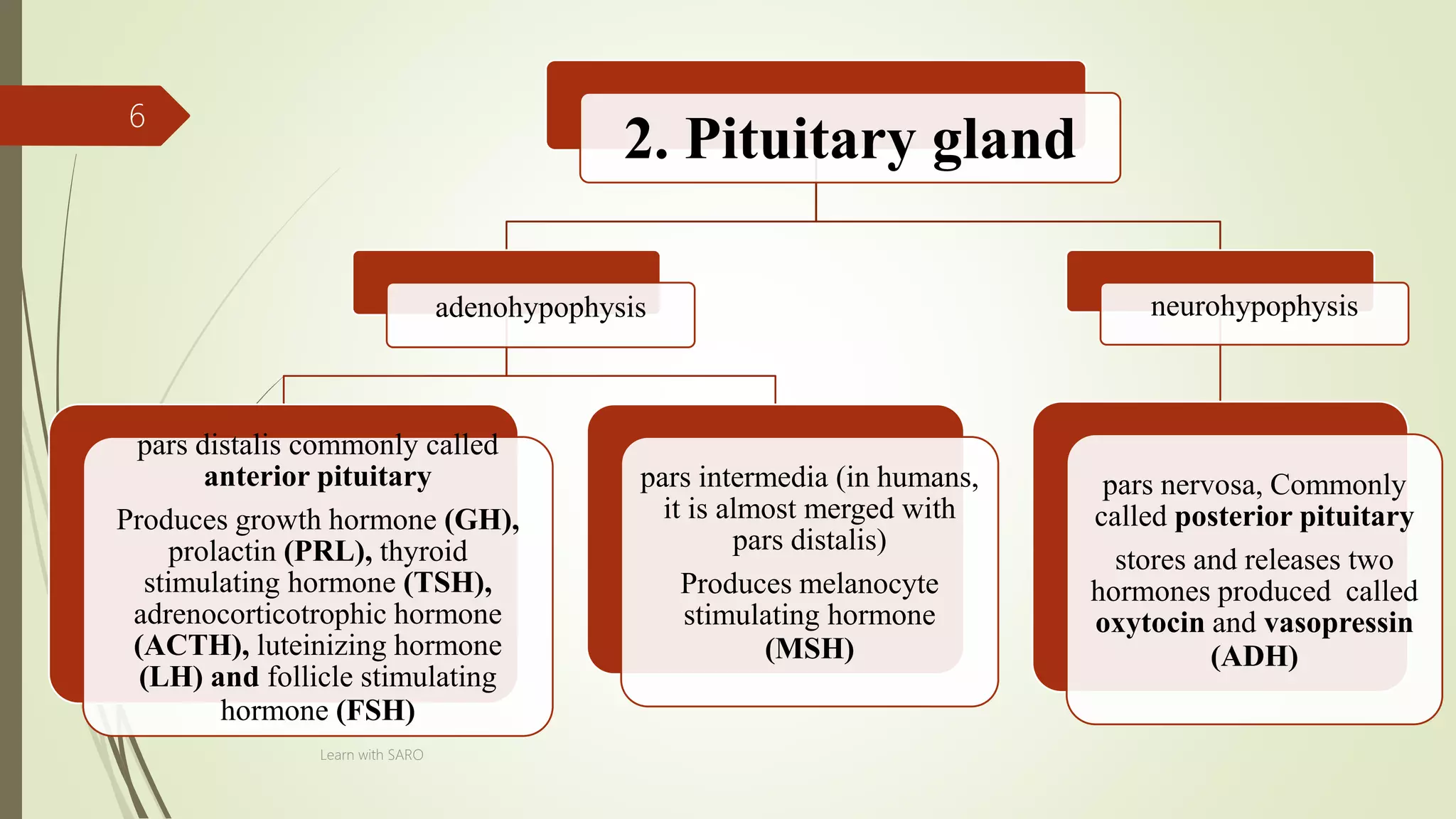 Hormonal cordination in animals | PPTX