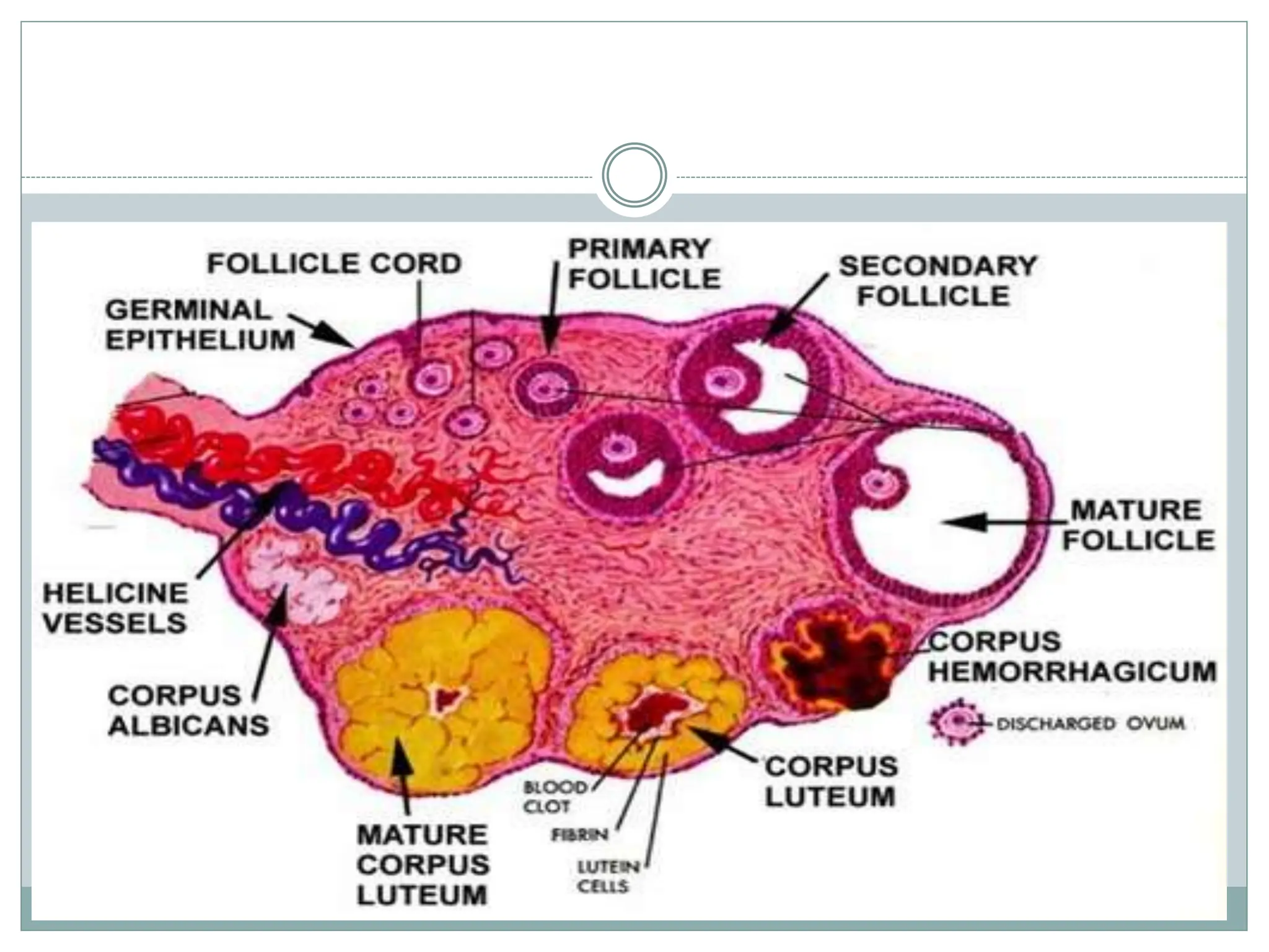 hormonal cycle and fetal circulation.pptx