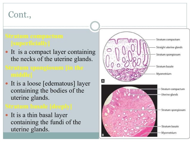 hormonal cycle and fetal circulation.pptx