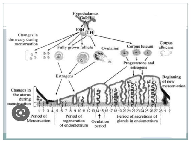 hormonal cycle and fetal circulation.pptx