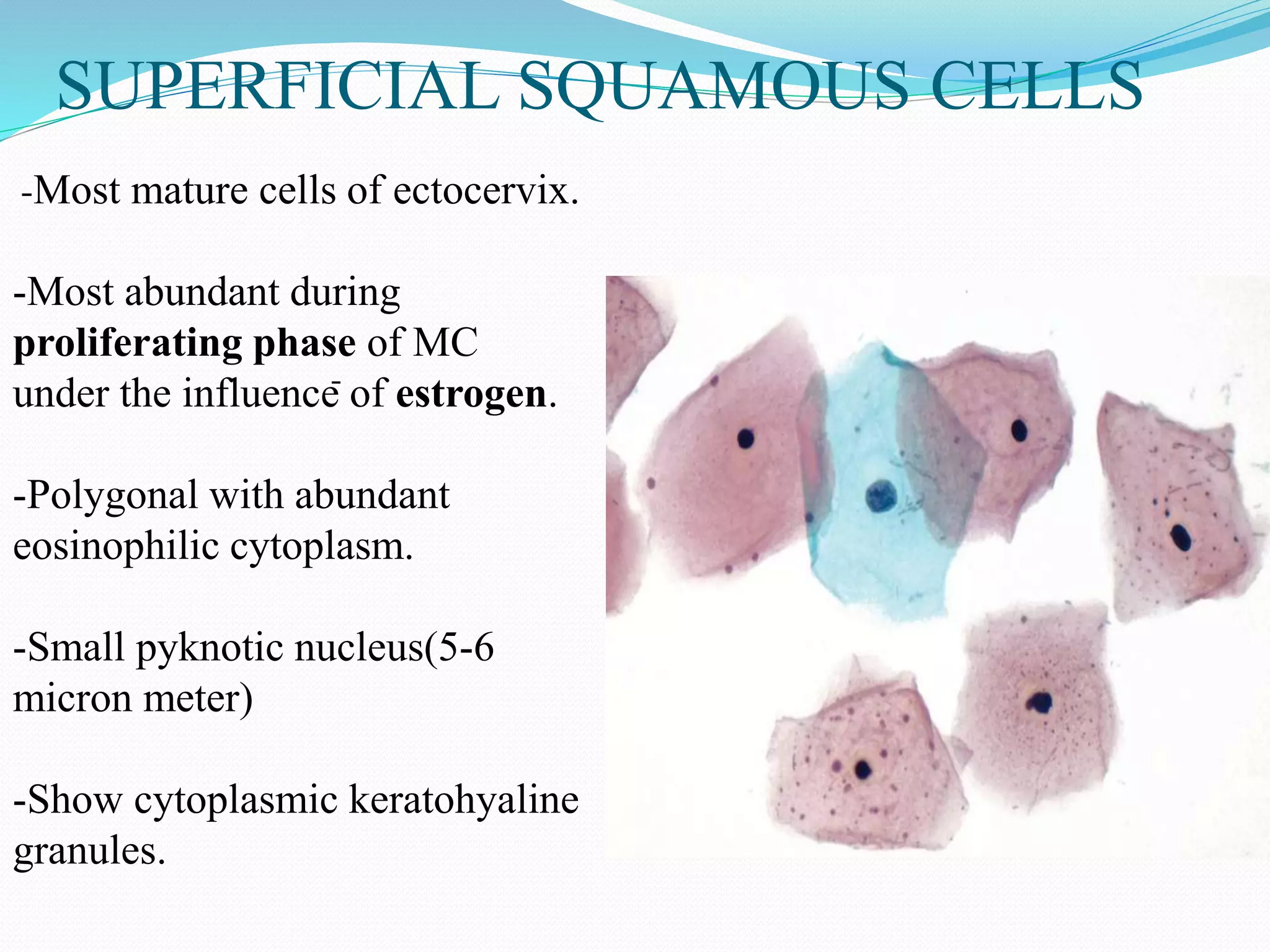 Hormonal cytology | PPTX