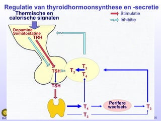 Hormonale Regulatie | PPT