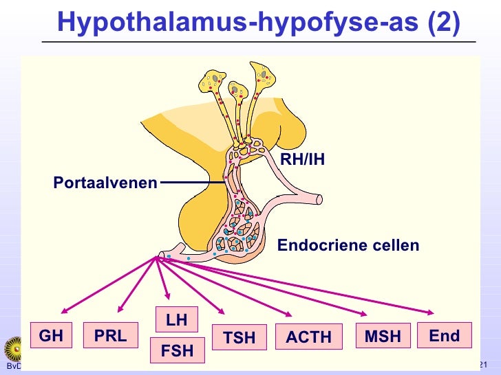Hormonale Regulatie