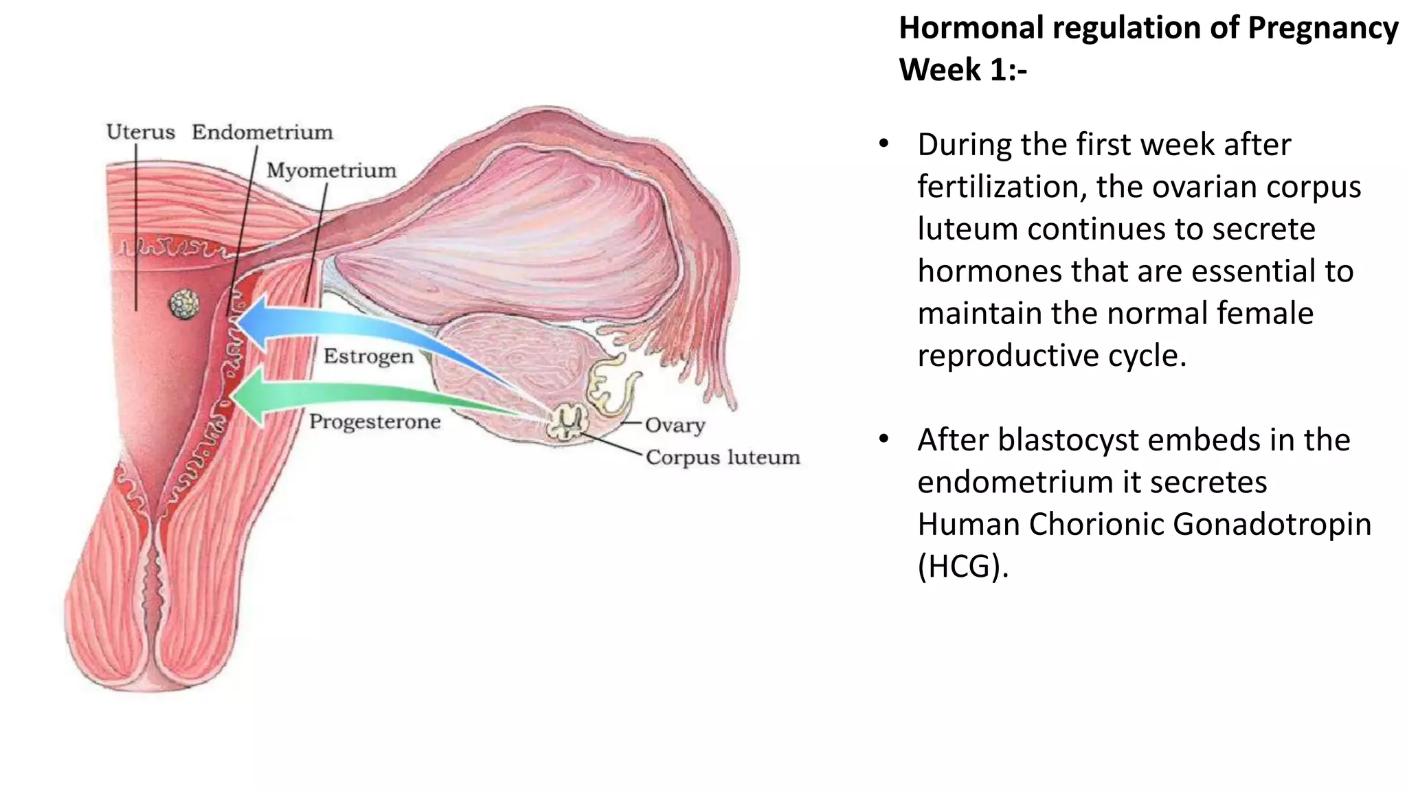 Hormonal regulation in Pregnancy.pptx | Pregnancy | Reproductive Health