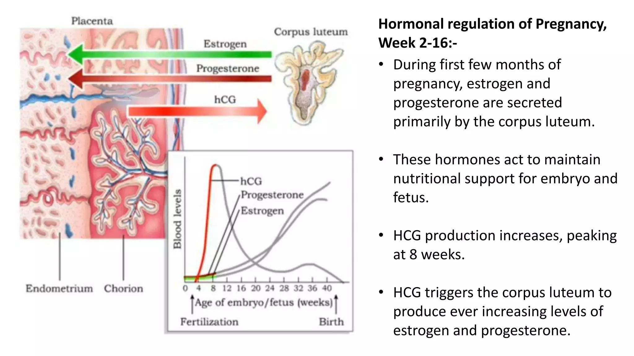 Hormonal regulation in Pregnancy.pptx | Pregnancy | Reproductive Health