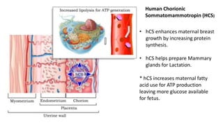 Hormonal regulation in Pregnancy.pptx
