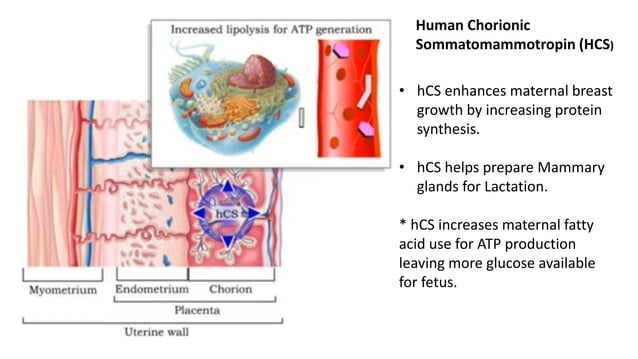 Hormonal regulation in Pregnancy.pptx | Pregnancy | Reproductive Health