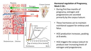 Hormonal regulation in Pregnancy.pptx | Pregnancy | Reproductive Health