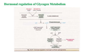 Hormonal Regulation of Blood glucose level.pptx