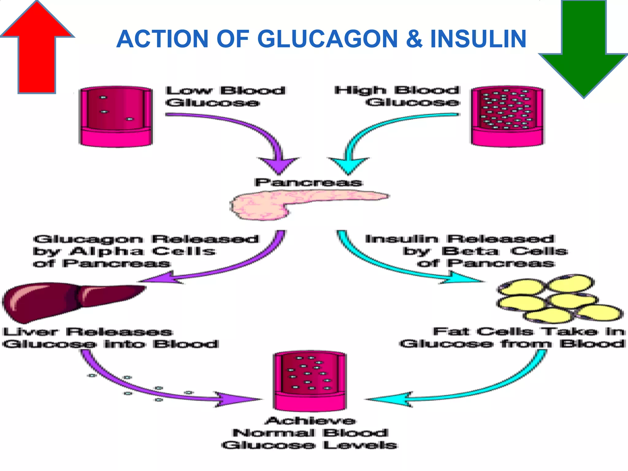 Hormonal regulation of Blood glucose (diabetes mellitus) | PPT