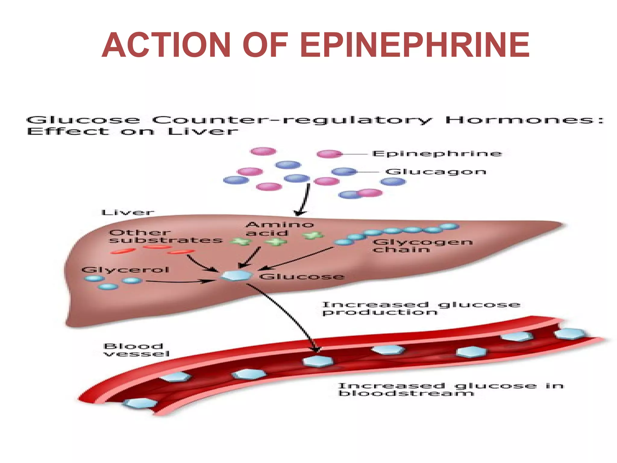 Hormonal regulation of Blood glucose (diabetes mellitus) | PPT