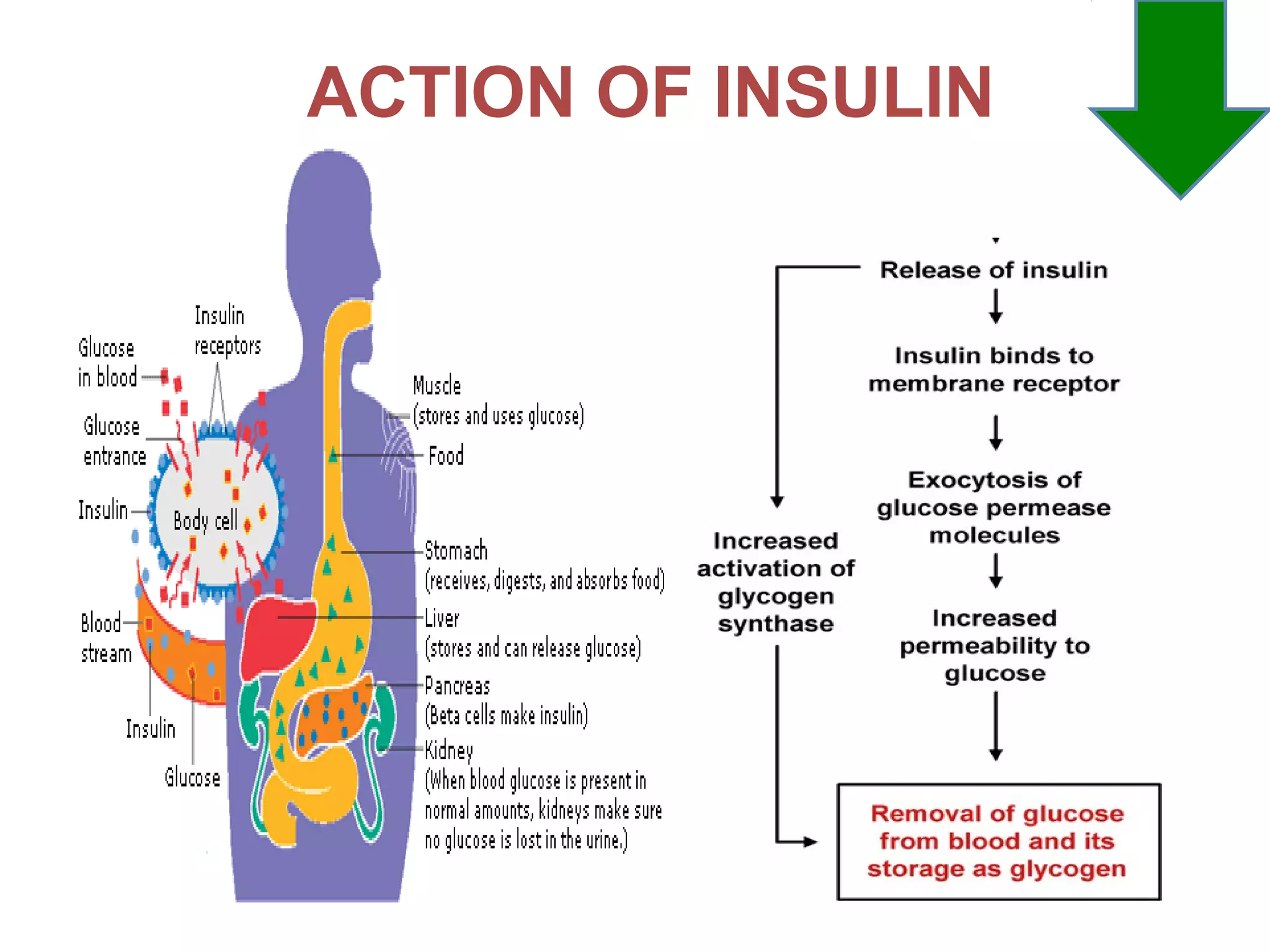 Hormonal regulation of Blood glucose (diabetes mellitus) | PPT