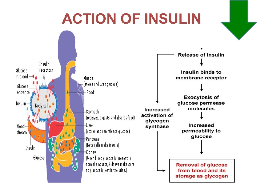 Hormonal Regulation Of Blood Glucose diabetes Mellitus Hormonal Regulation Of Blood Glucose diabetes Mellitus