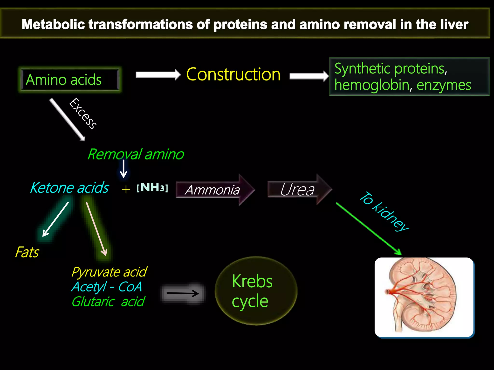 Hormonal regulation of proteins metabolism | PPTX
