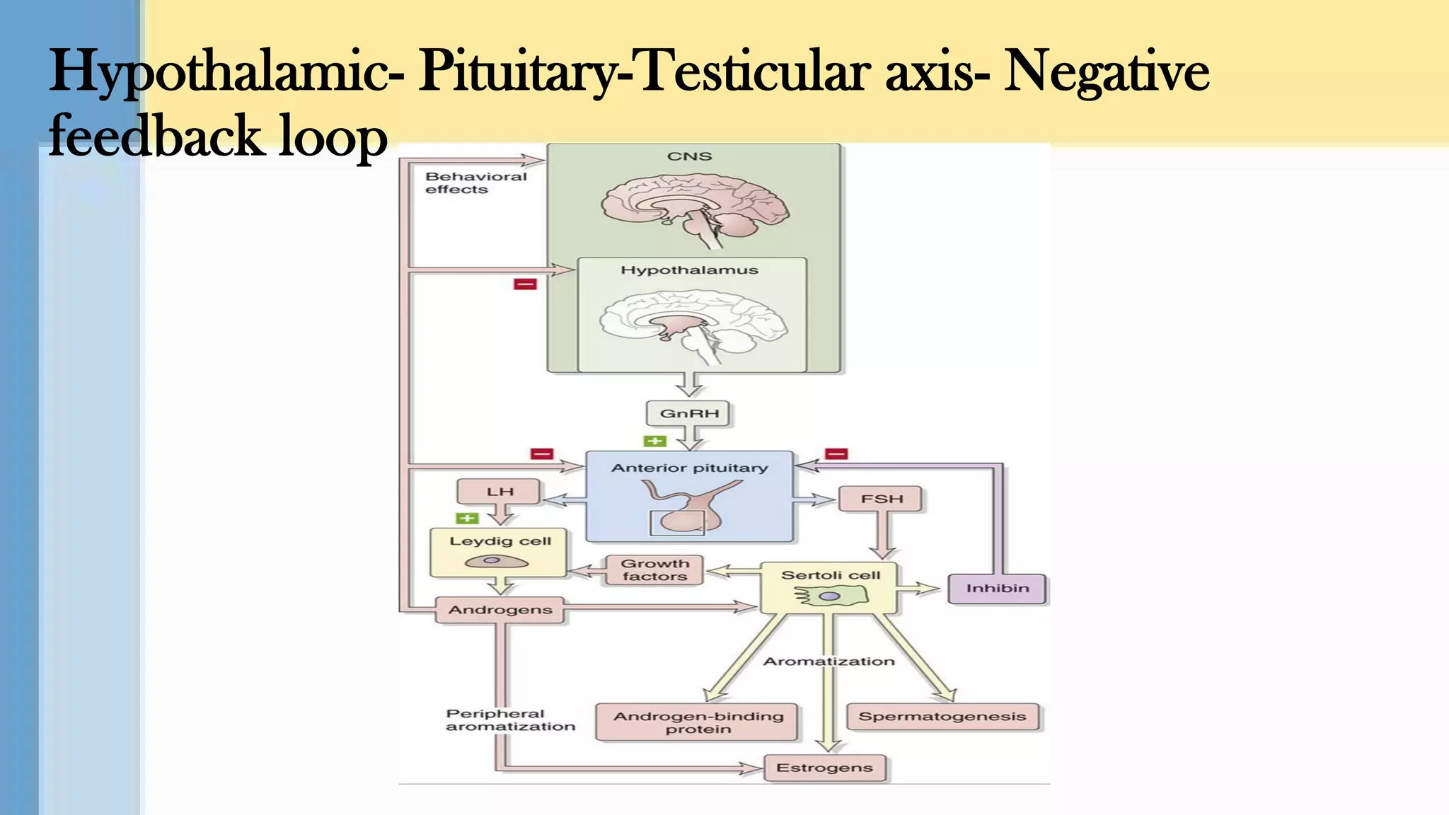 Hormonal Regulation of Male Reproduction I Testosterone I Reproductive ...