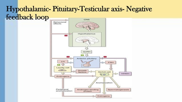 Hormonal Regulation of Male Reproduction I Testosterone I Reproductive ...