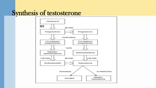 Hormonal Regulation of Male Reproduction I Testosterone I Reproductive ...
