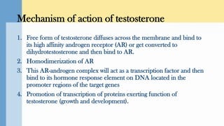 Hormonal Regulation of Male Reproduction I Testosterone I Reproductive ...