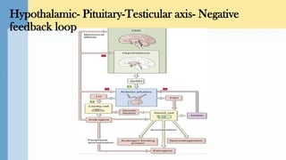 Hormonal Regulation of Male Reproduction I Testosterone I Reproductive ...