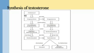 Hormonal Regulation of Male Reproduction I Testosterone I Reproductive ...