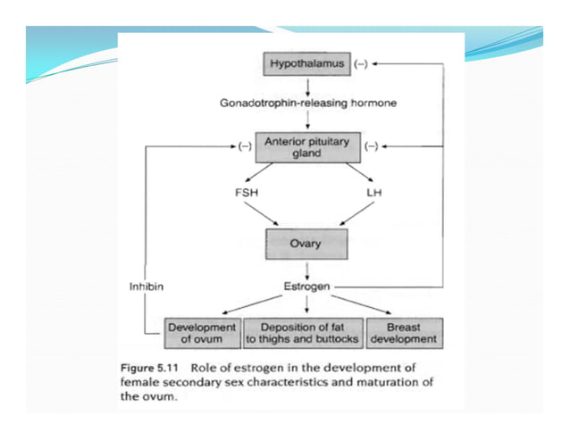 Hormonal responses to exercise | PDF
