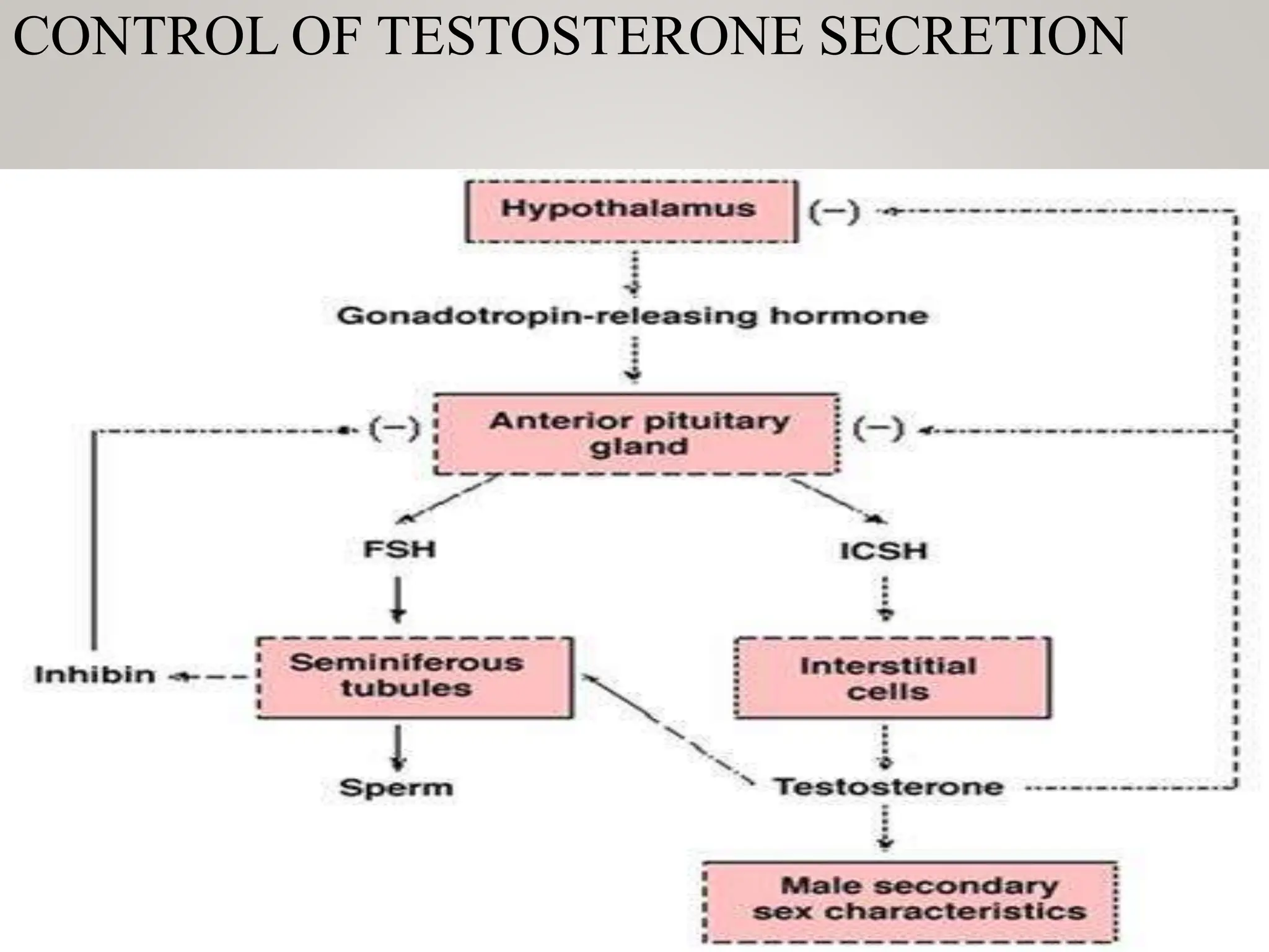 HORMONAL RESPONSES TO EXERCISE pptx slid | PPTX