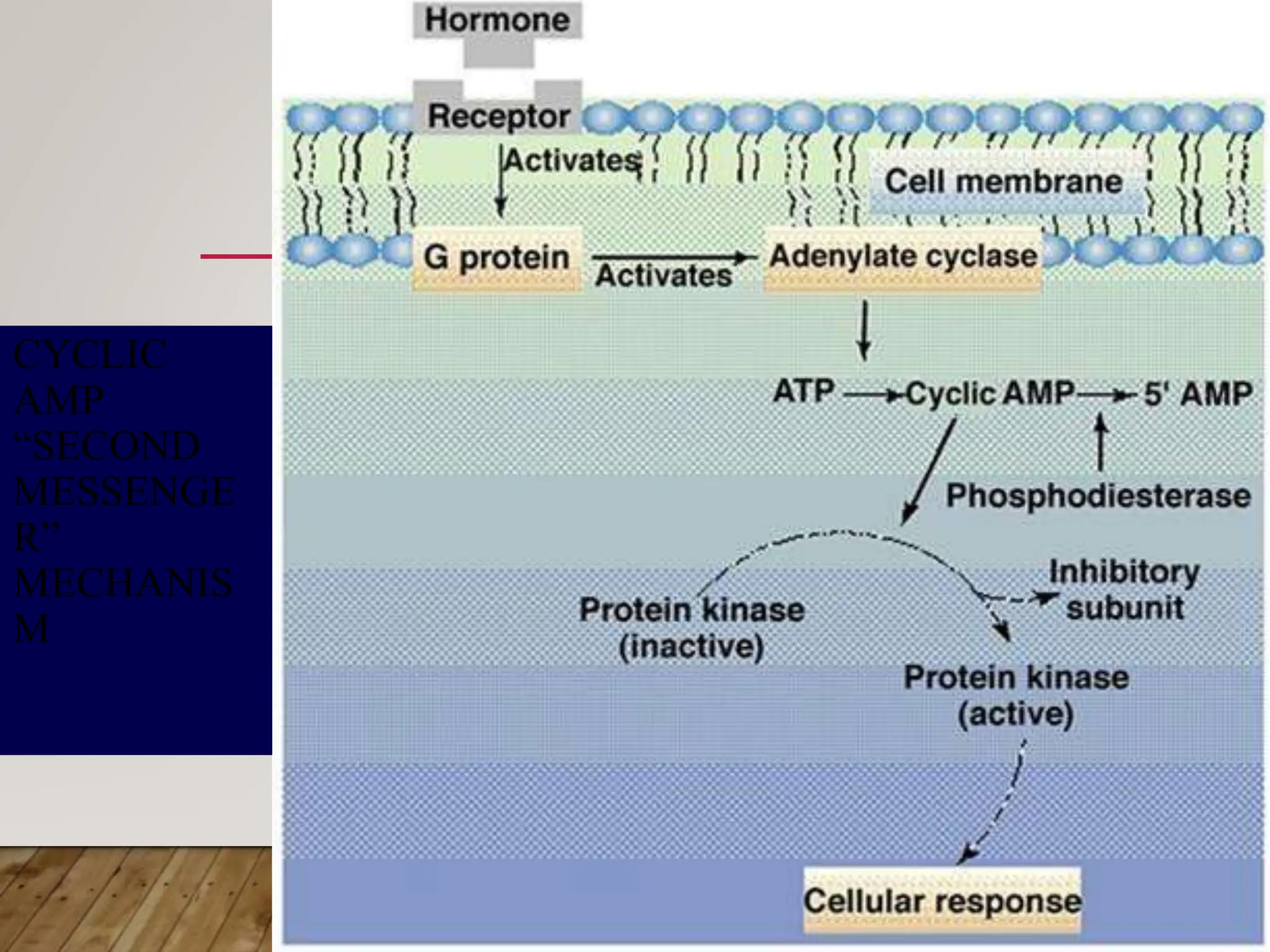 HORMONAL RESPONSES TO EXERCISE pptx slid | PPTX