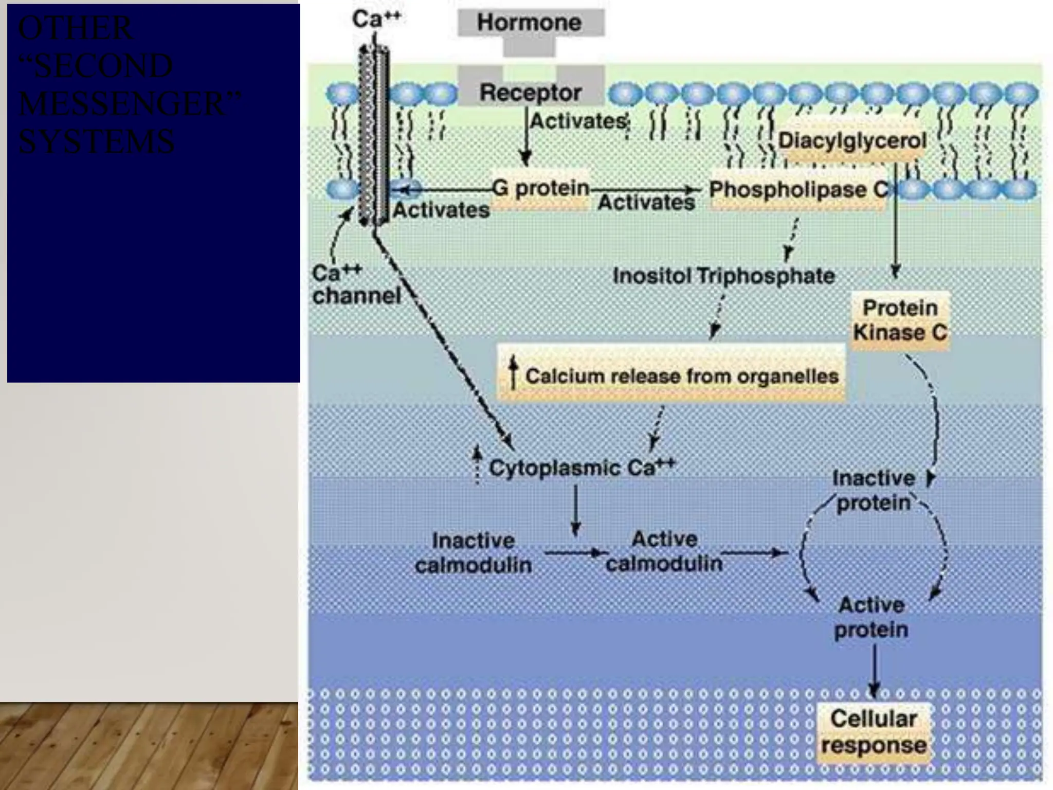 HORMONAL RESPONSES TO EXERCISE pptx slid | PPTX