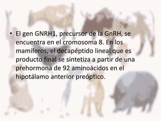 Hormonas | PPTX