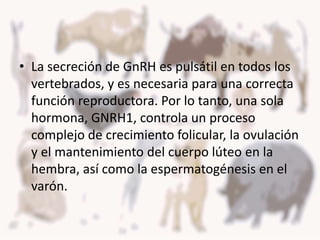 Hormonas | PPTX