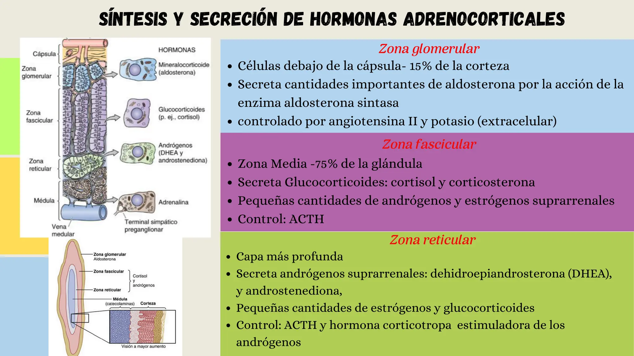 Hormonas Corticosuprarrenales, aldosterona, cortisol | PDF