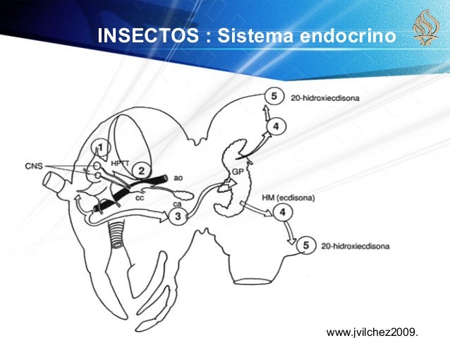 Hormonas : Fitohormonas e insectos