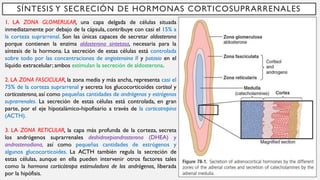 HORMONAS CORTICOADRENALES (2).pdf