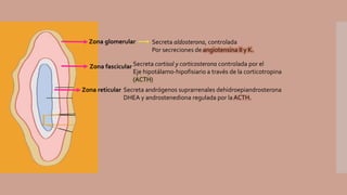Hormonas corticosuprarrenales | PPTX