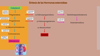 Hormonas corticosuprarrenales | PPTX