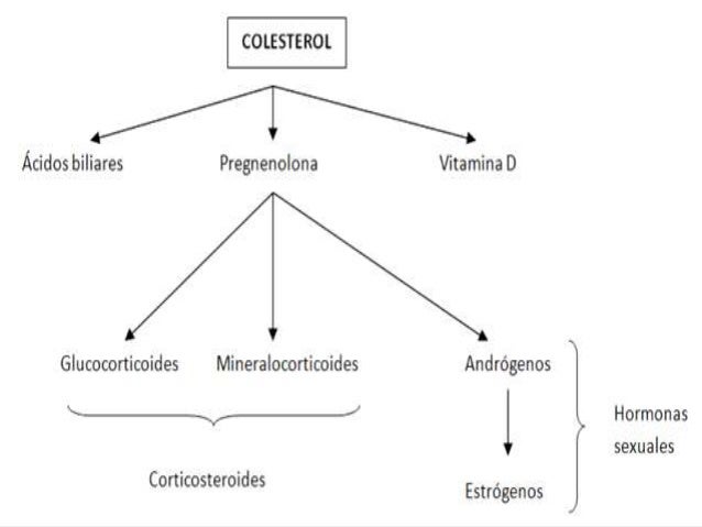hormonascrt at emaze Presentation