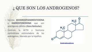 Hormonas de la corteza suprarrenal | PPTX