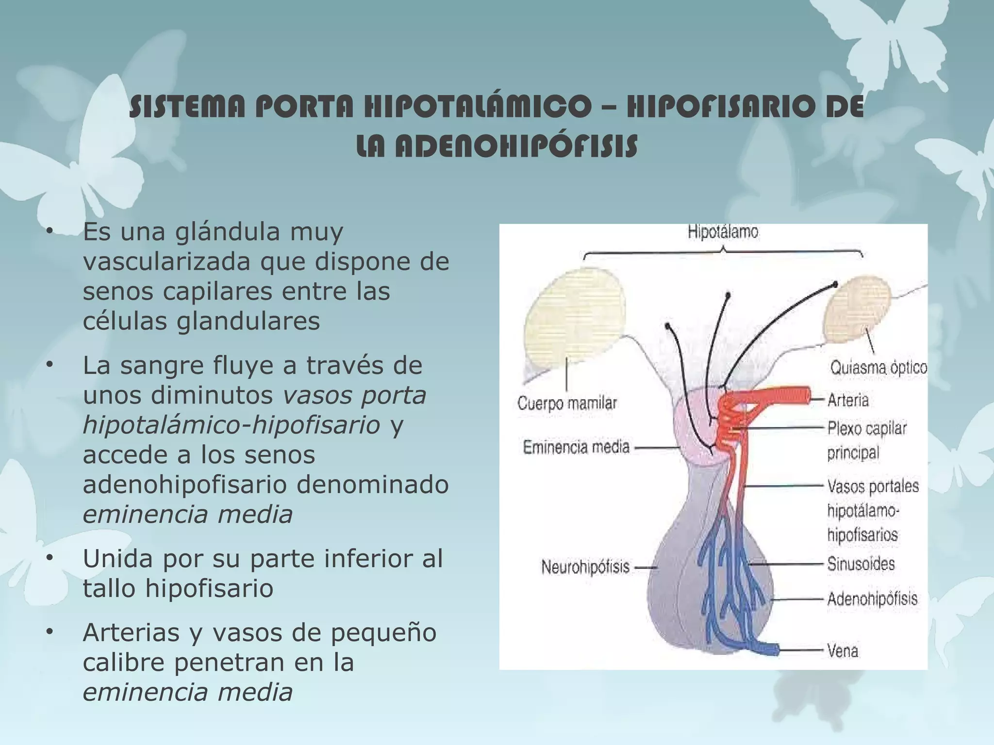 Hormonas hipofisiarias y su control por el hipotalamo | PPT