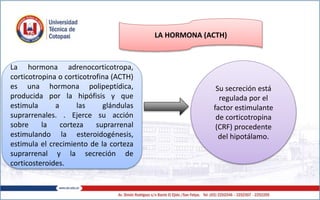 Hormonas liberadas por el hipotalamo | PPTX