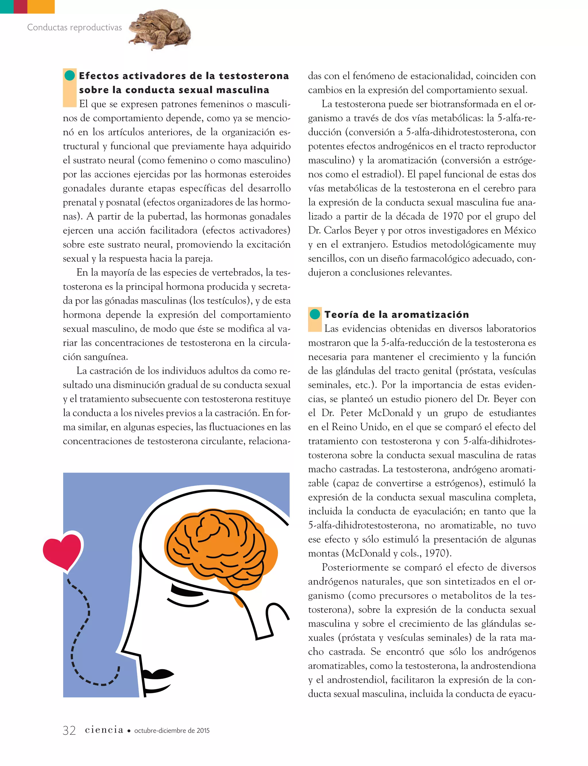 Hormonas masculina | PDF